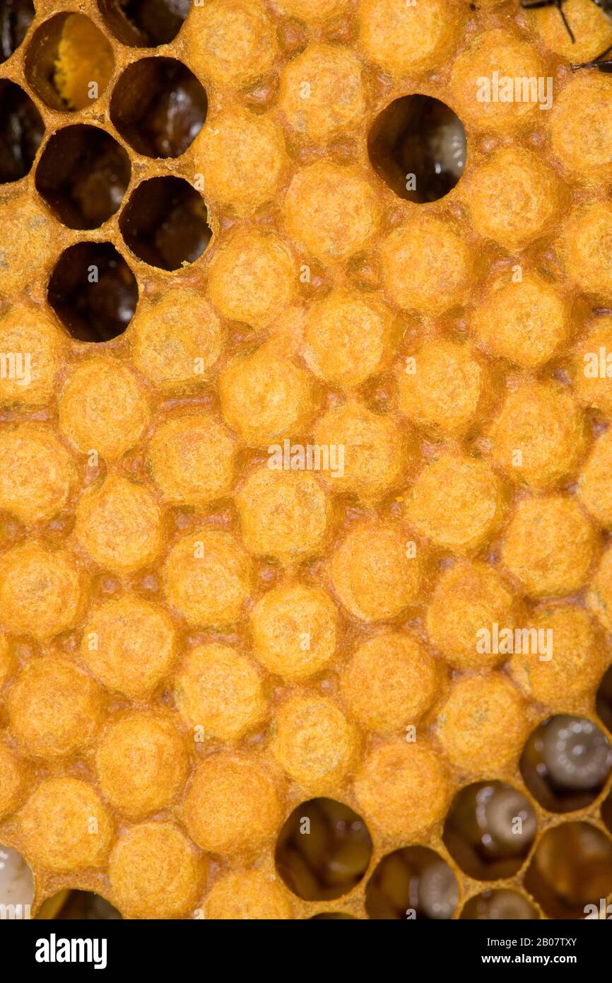 Honey Bee, apis mellifera, Larvae on Brood Comb, Bee Hive in Normandy ...