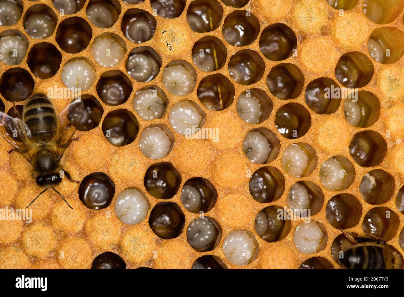 Brood comb hi-res stock photography and images - Alamy