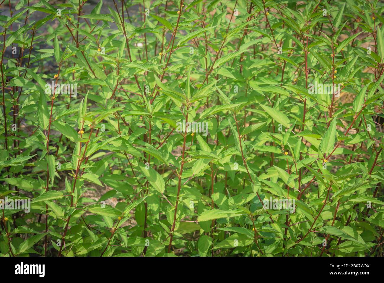 Jute Plant High Resolution Stock Photography and Images - Alamy
