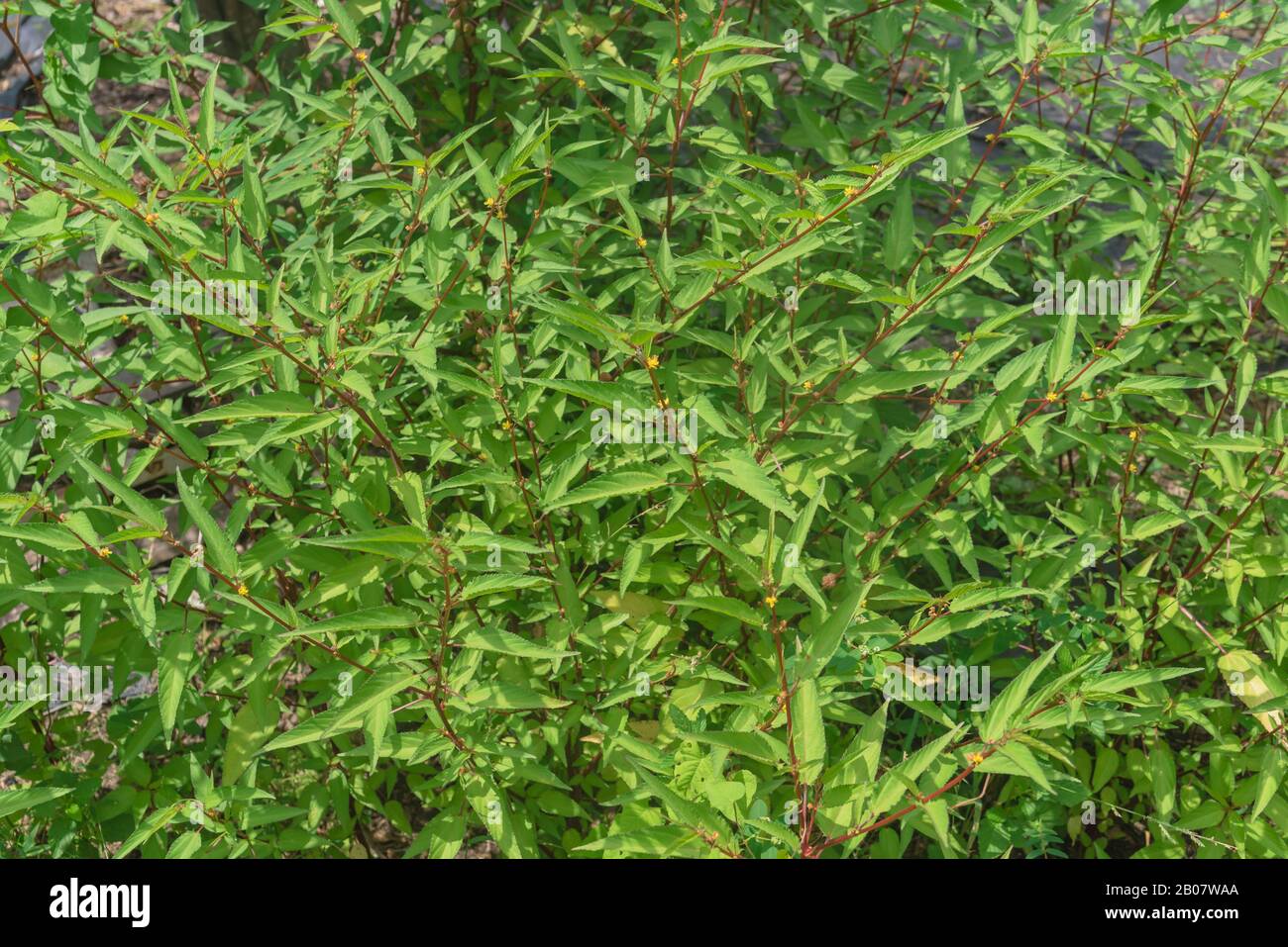 Jute Plant High Resolution Stock Photography and Images - Alamy