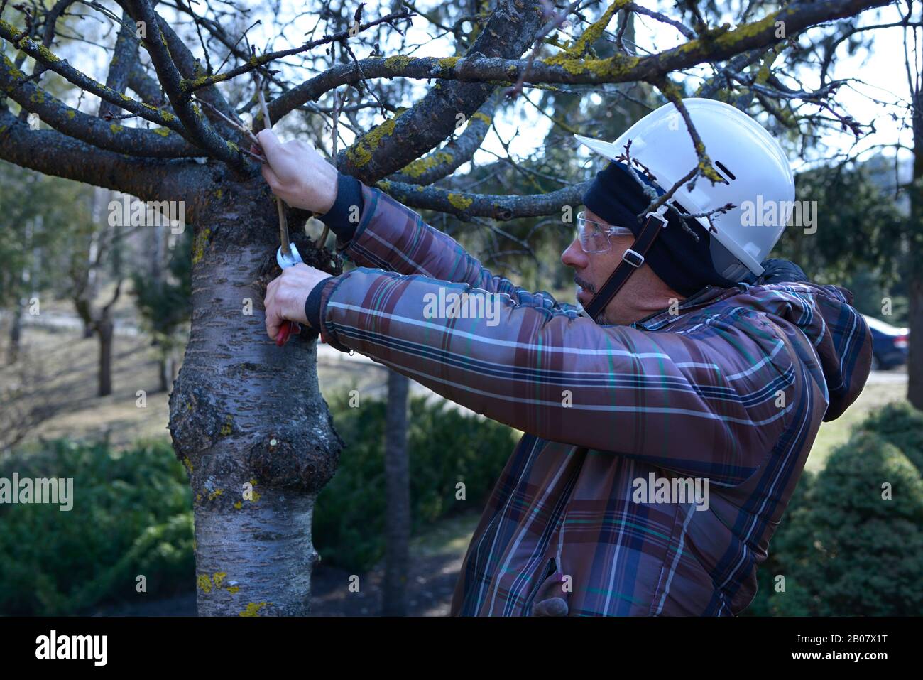 Arborist pruning tree with garden shears using truck-mounted lift ...