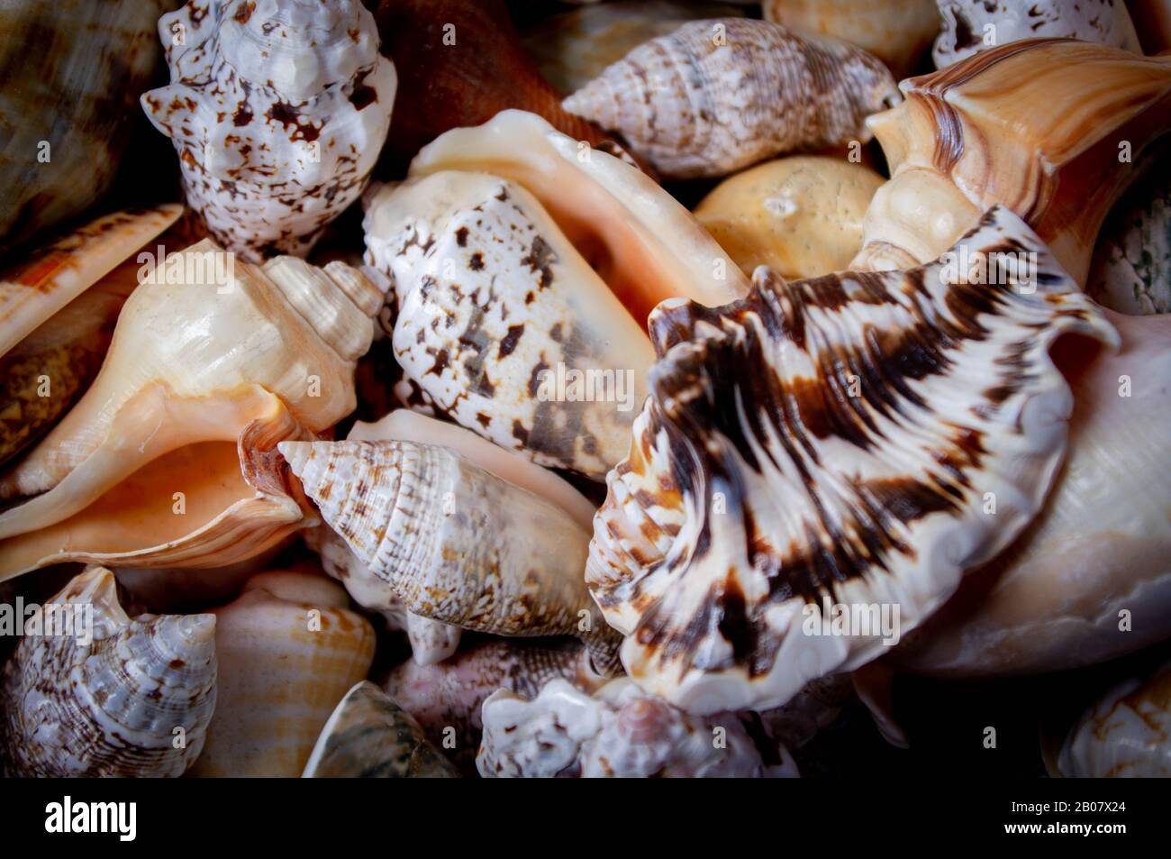 Souvenir shells hi-res stock photography and images - Alamy