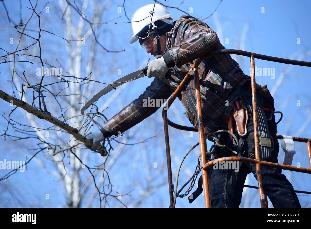 Arborist pruning tree with a handsaw using truck-mounted lift. February ...