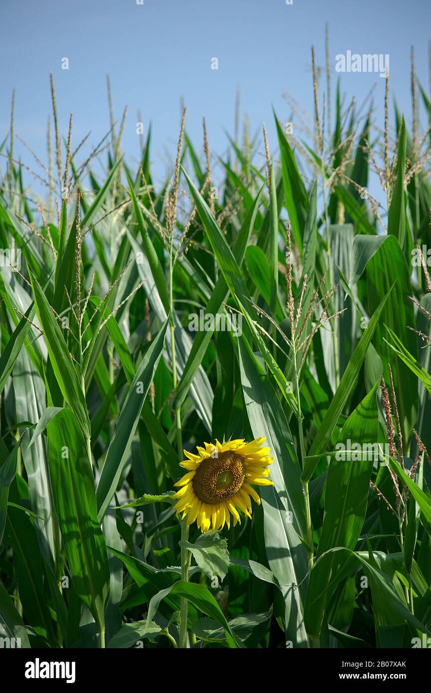 Single Sunflower among green corn field stalks Stock Photo - Alamy