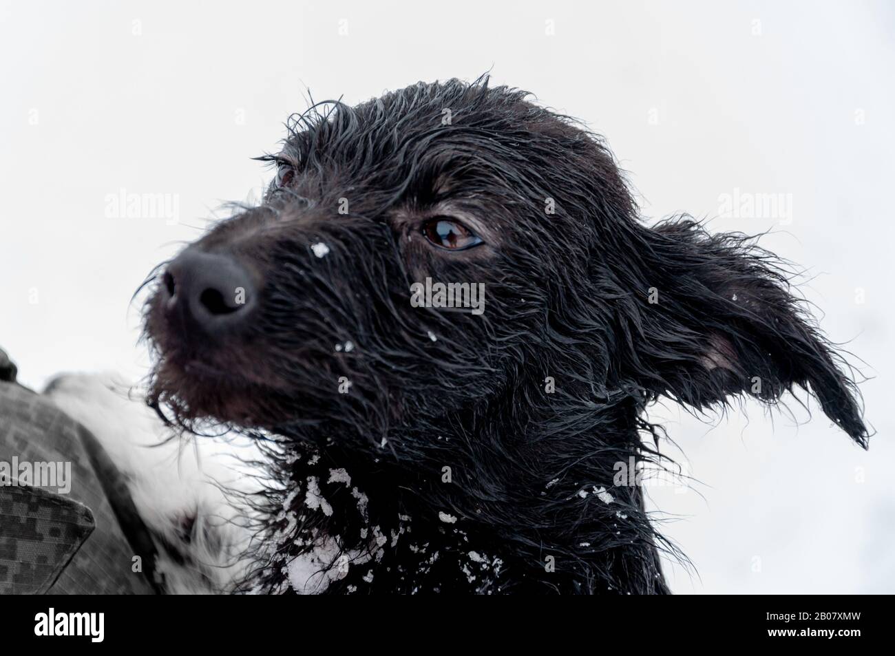 Expressive portrait of a cute black puppy with sad eyes on a beautiful ...