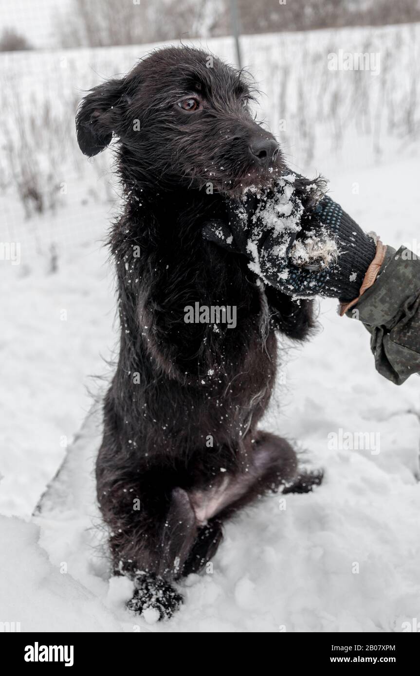 Expressive portrait of a cute black puppy with sad eyes on a beautiful ...