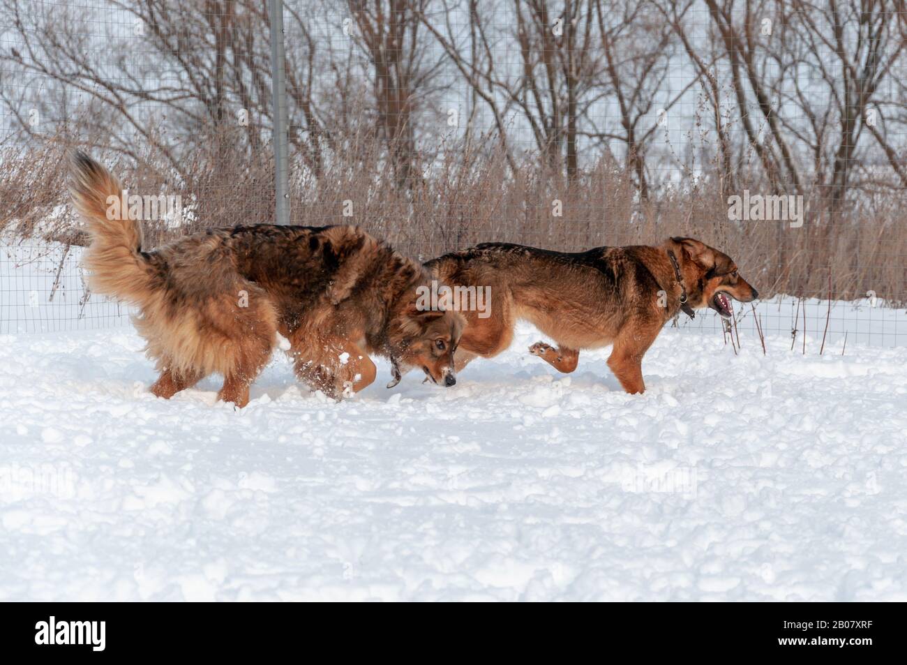 Big cute hi-res stock photography and images - Alamy