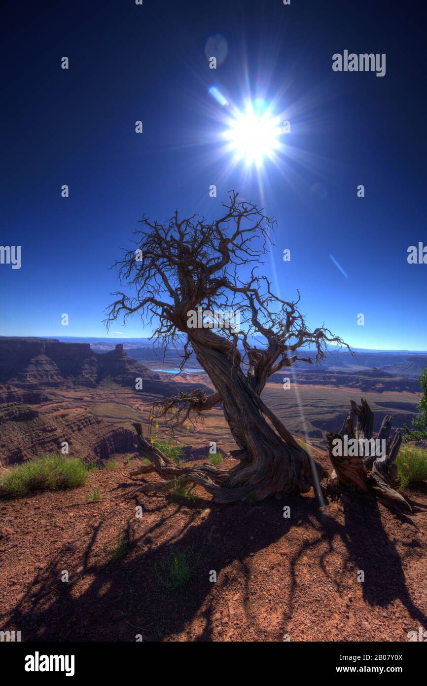 Skeleton of a dead tree hi-res stock photography and images - Alamy