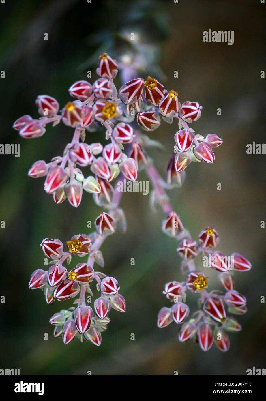 Live forever flower hi-res stock photography and images - Alamy