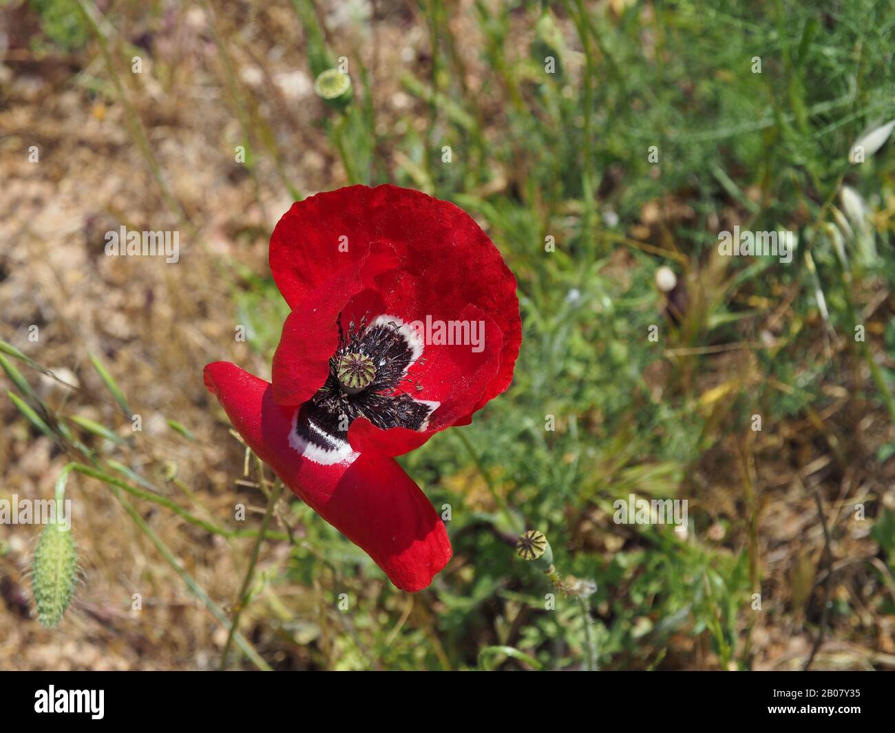 Poppy in a field in Greece Stock Photo - Alamy