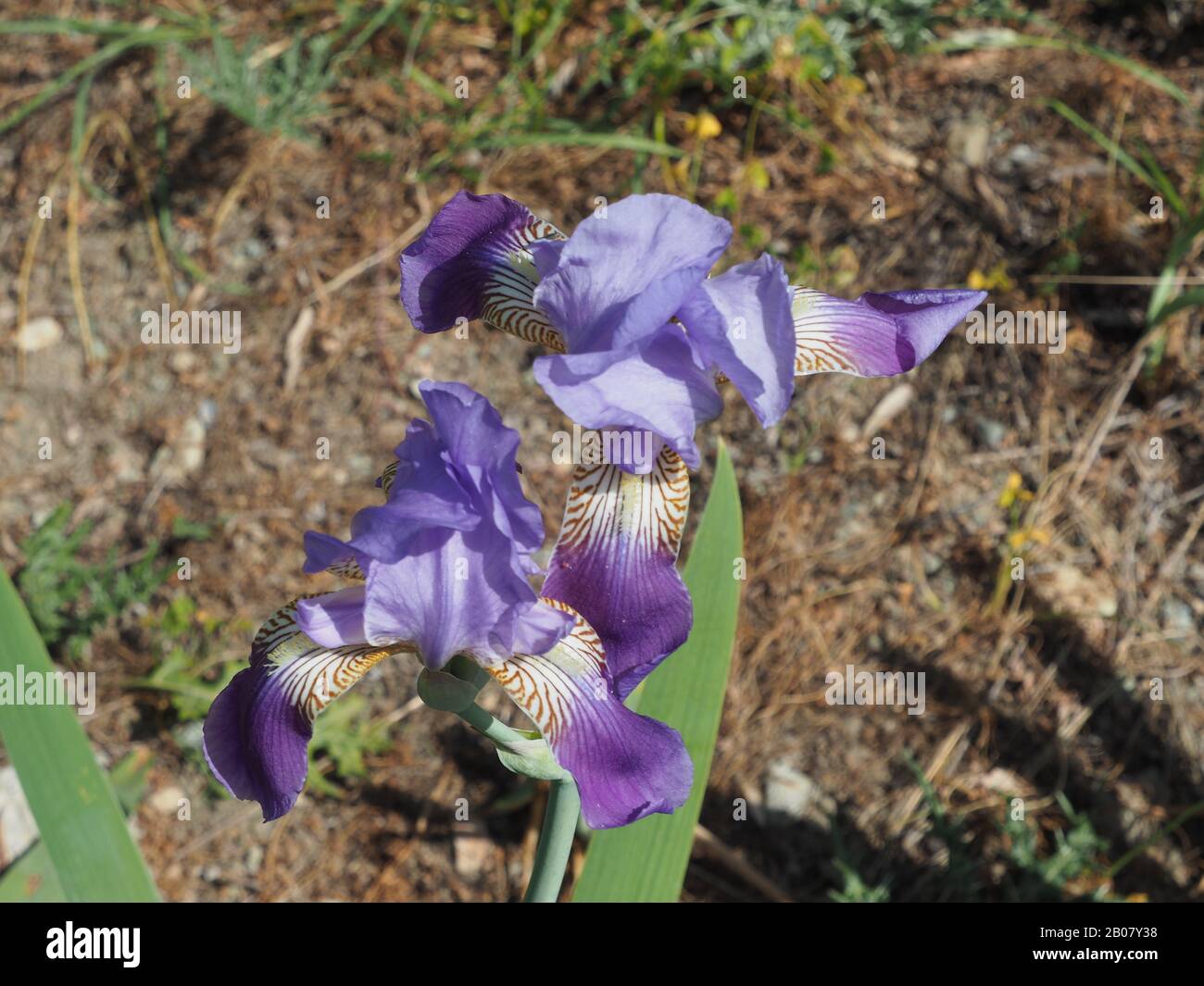 Purple Siberian flag iris flower (Iris Sibirica Blue) on Poros Island ...