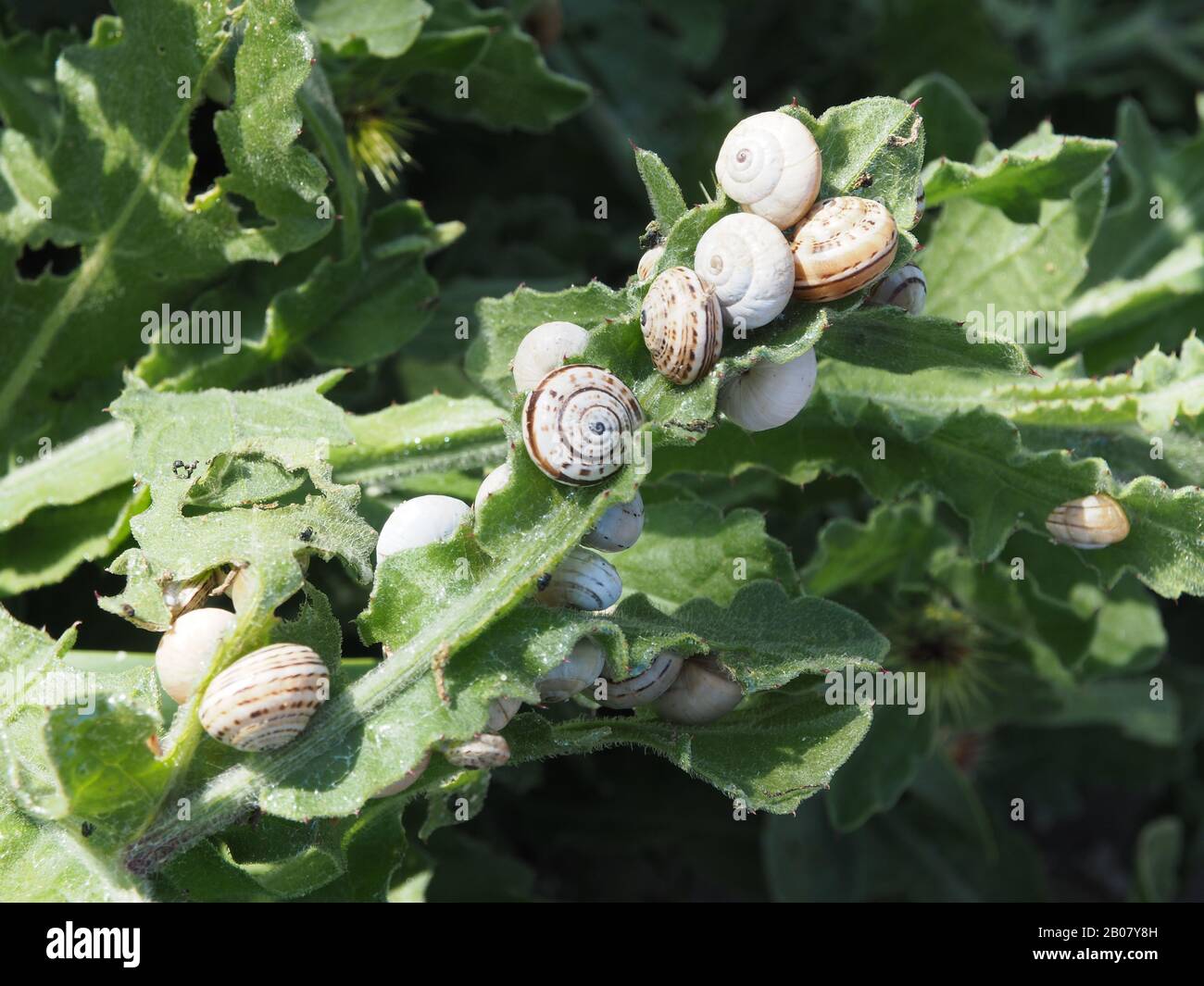 Snails in different colours and patterns enjoying a meal on a shrub on ...