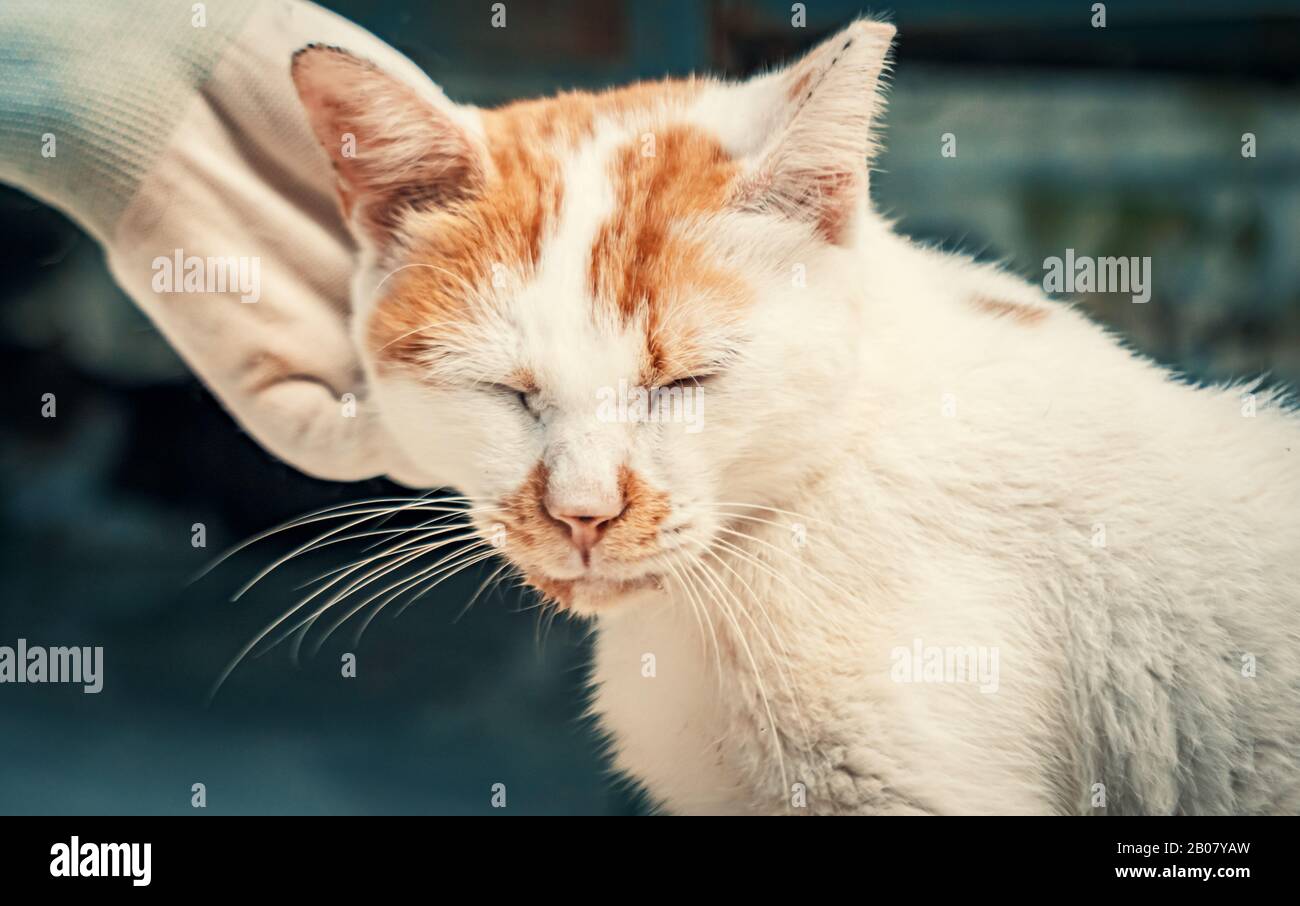 Close-up of volunteer's hand petting caged stray cat in pet shelter ...