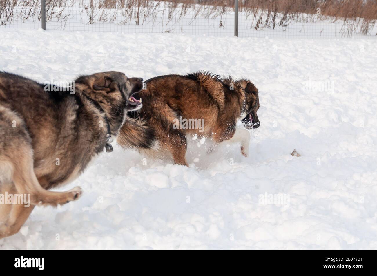 Can Dogs Run In Snow