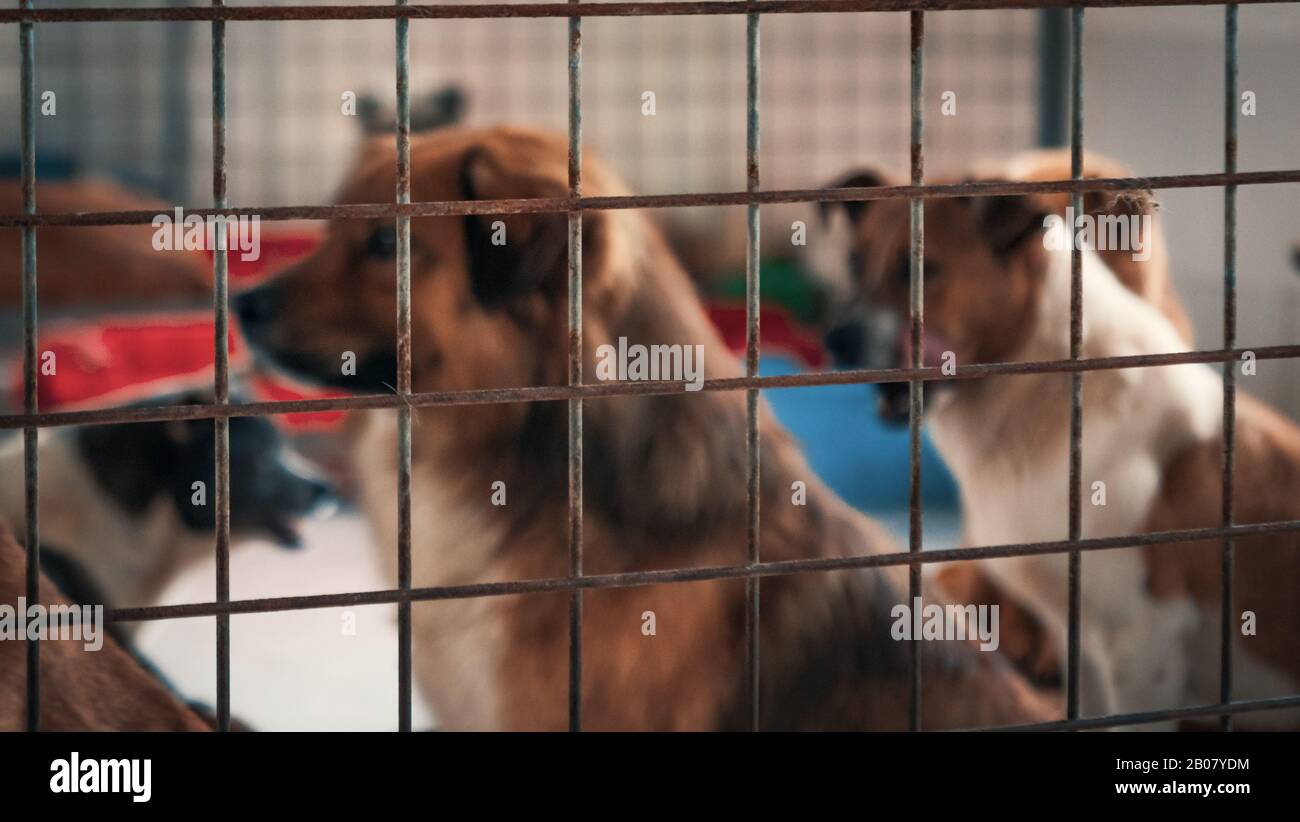 Unwanted homeless dogs different hi-res stock photography and images ...
