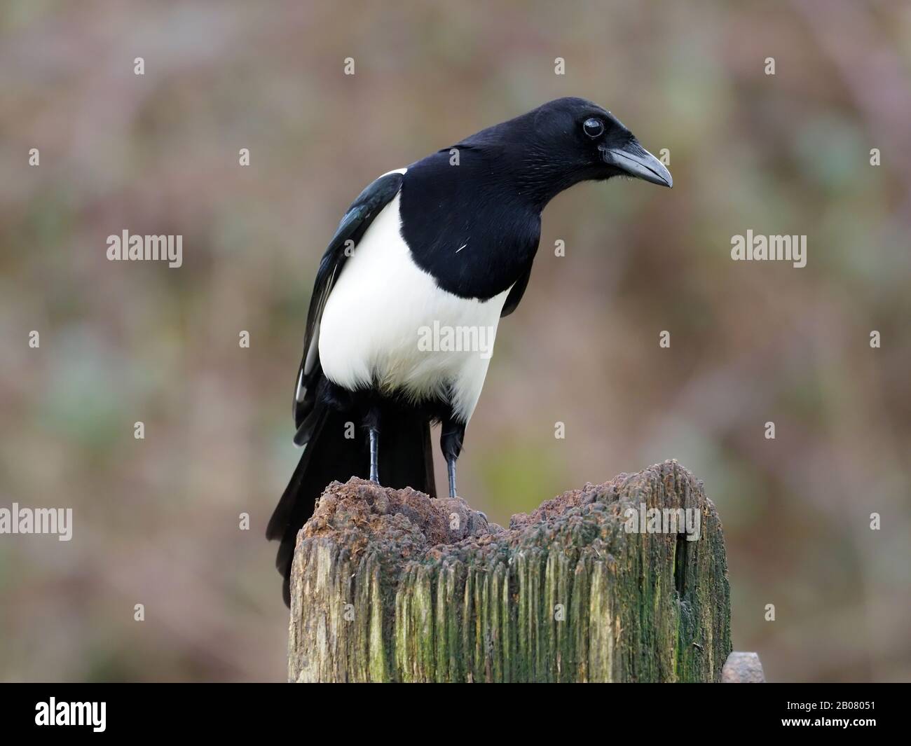 Magpie post uk hi-res stock photography and images - Alamy
