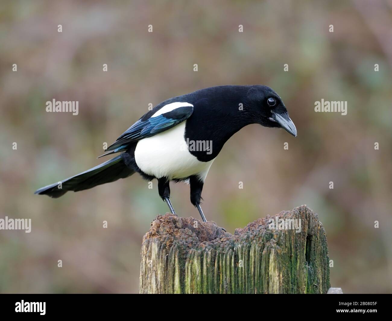 Magpie post uk hi-res stock photography and images - Alamy