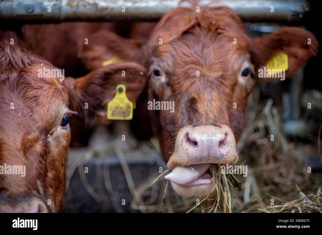 German angus cattle hi-res stock photography and images - Alamy