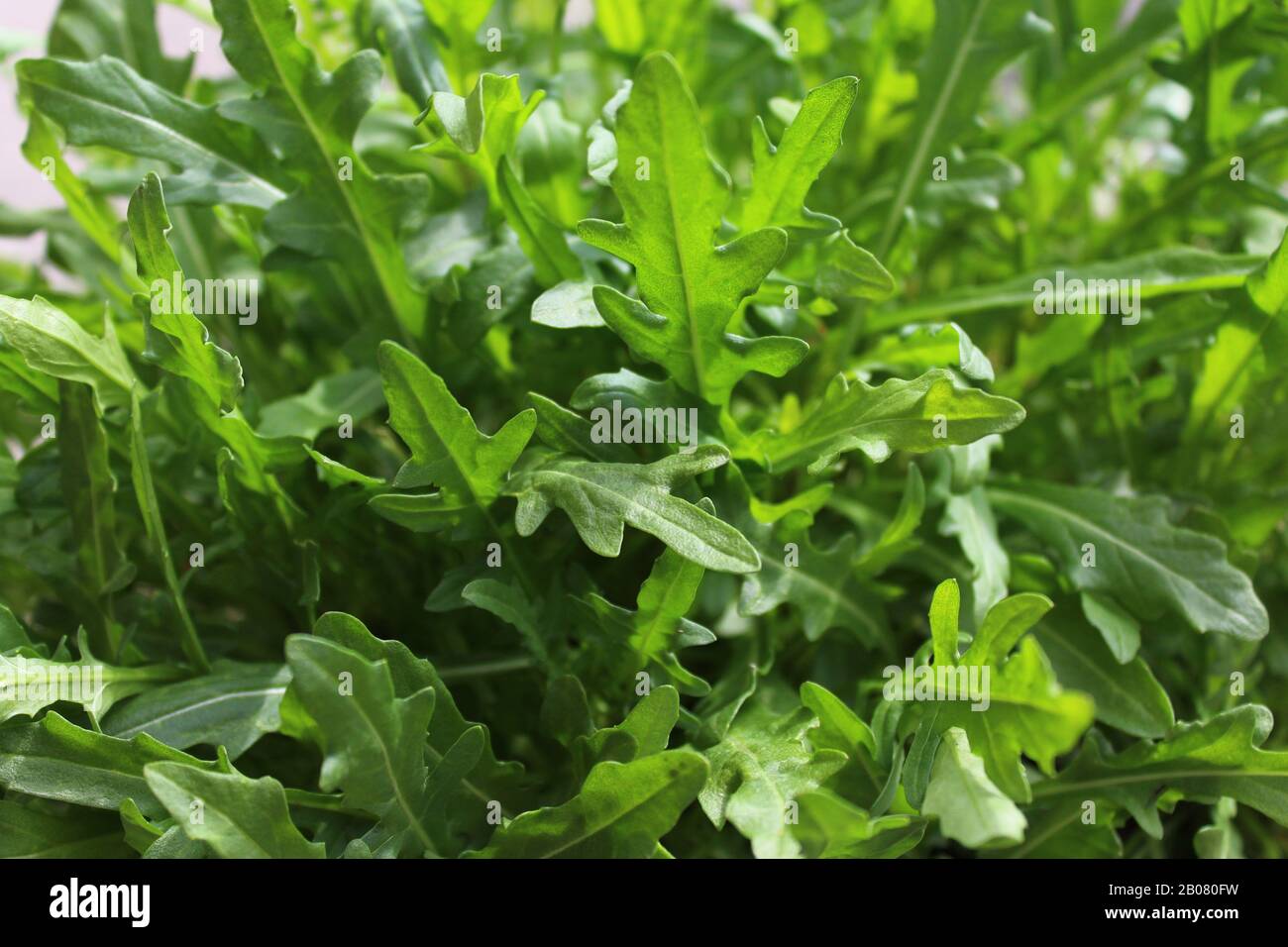 The picture shows green healthy rocket in the garden Stock Photo - Alamy