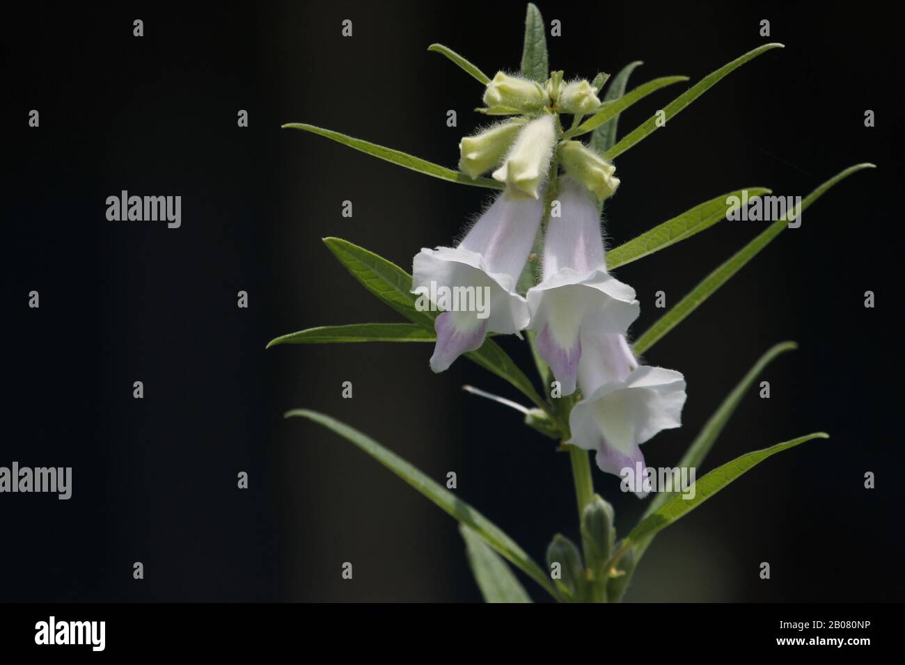 Flower agriculture hi-res stock photography and images - Alamy