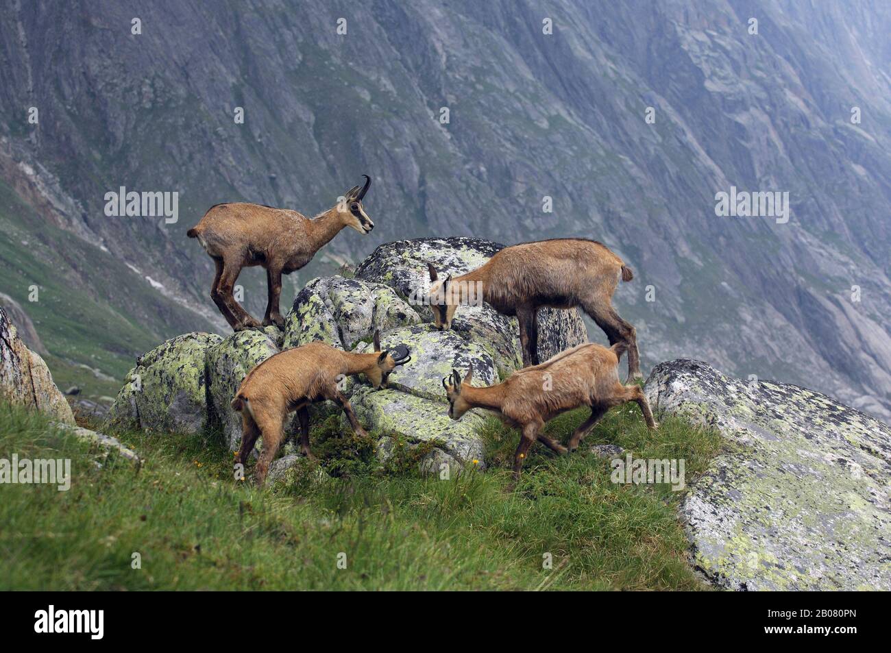 Gemsen hi-res stock photography and images - Alamy