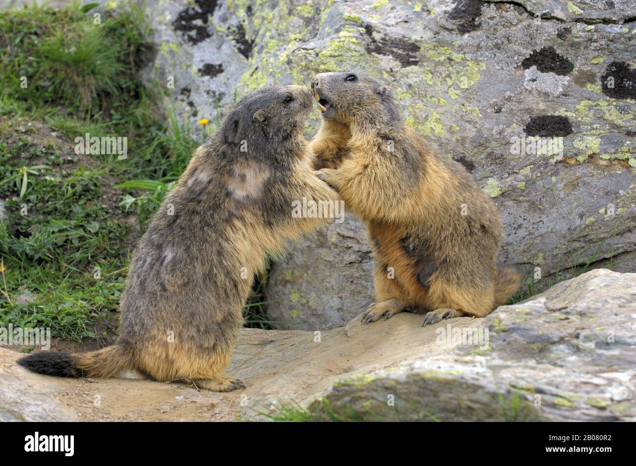 Murmeltier - Alpenmurmeltier Stock Photo - Alamy