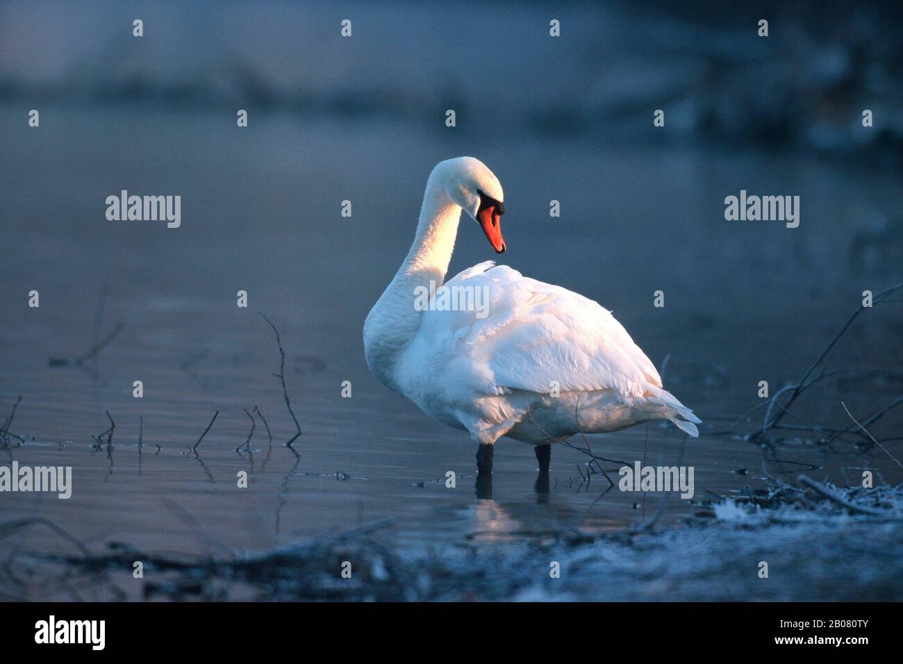 Tiere, Voegel, Gruppe Hoeckerschwan, Cygnus olor, Animals, Birds ...