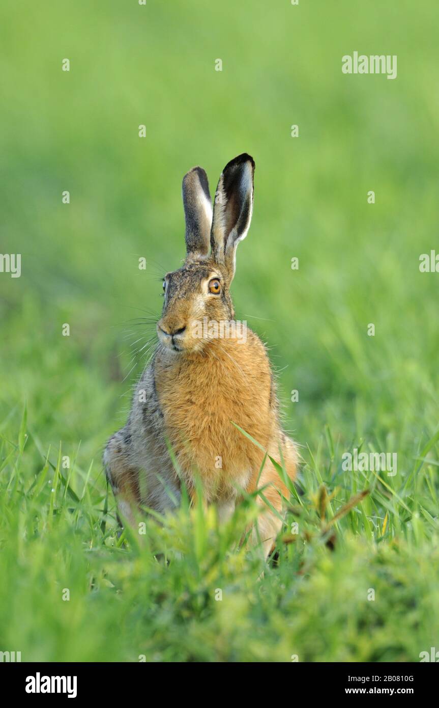 Feldhase lepus europaeus hi-res stock photography and images - Alamy