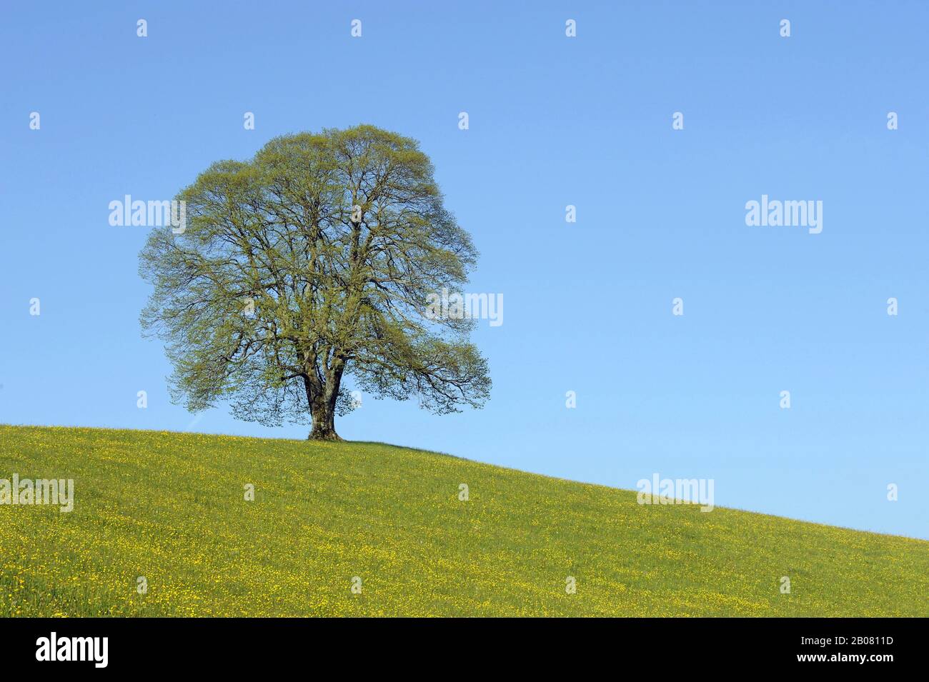 Hirzel hi-res stock photography and images - Alamy
