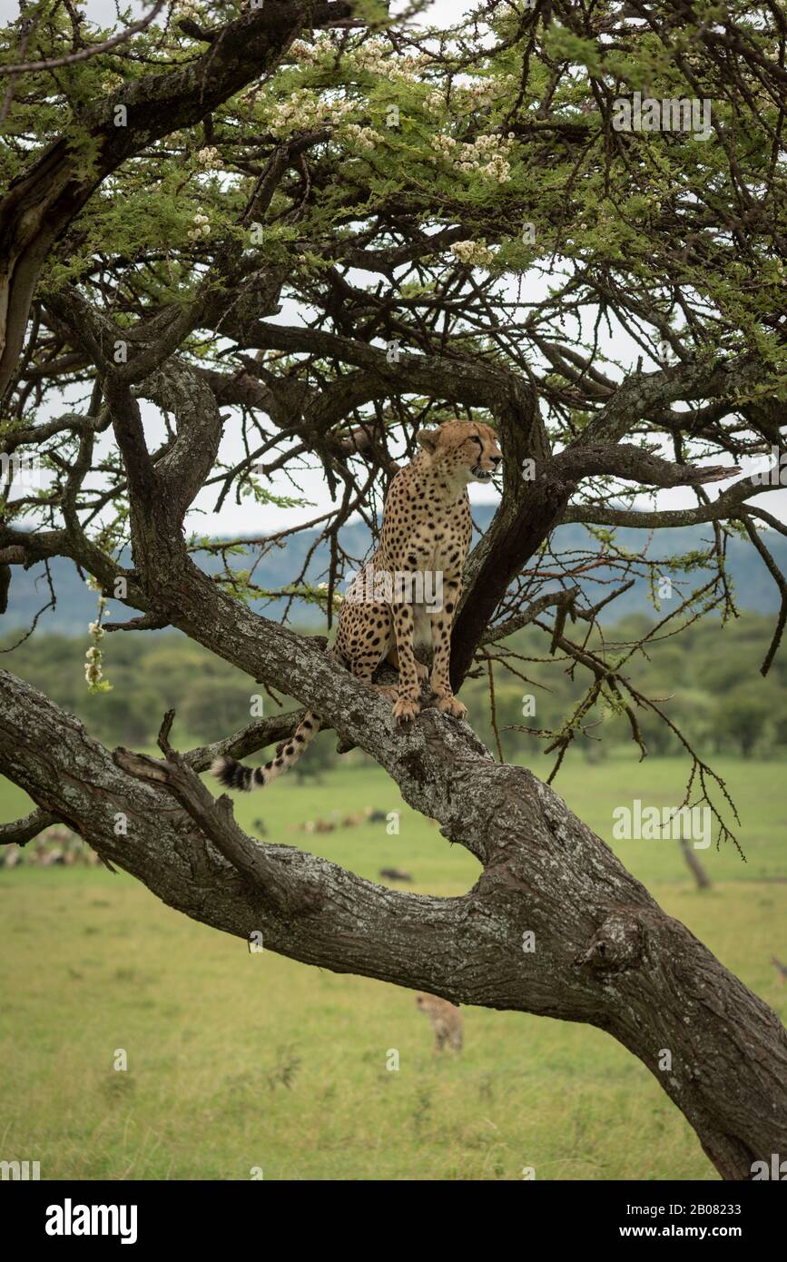 Male cheetah sits on acacia tree trunk Stock Photo - Alamy