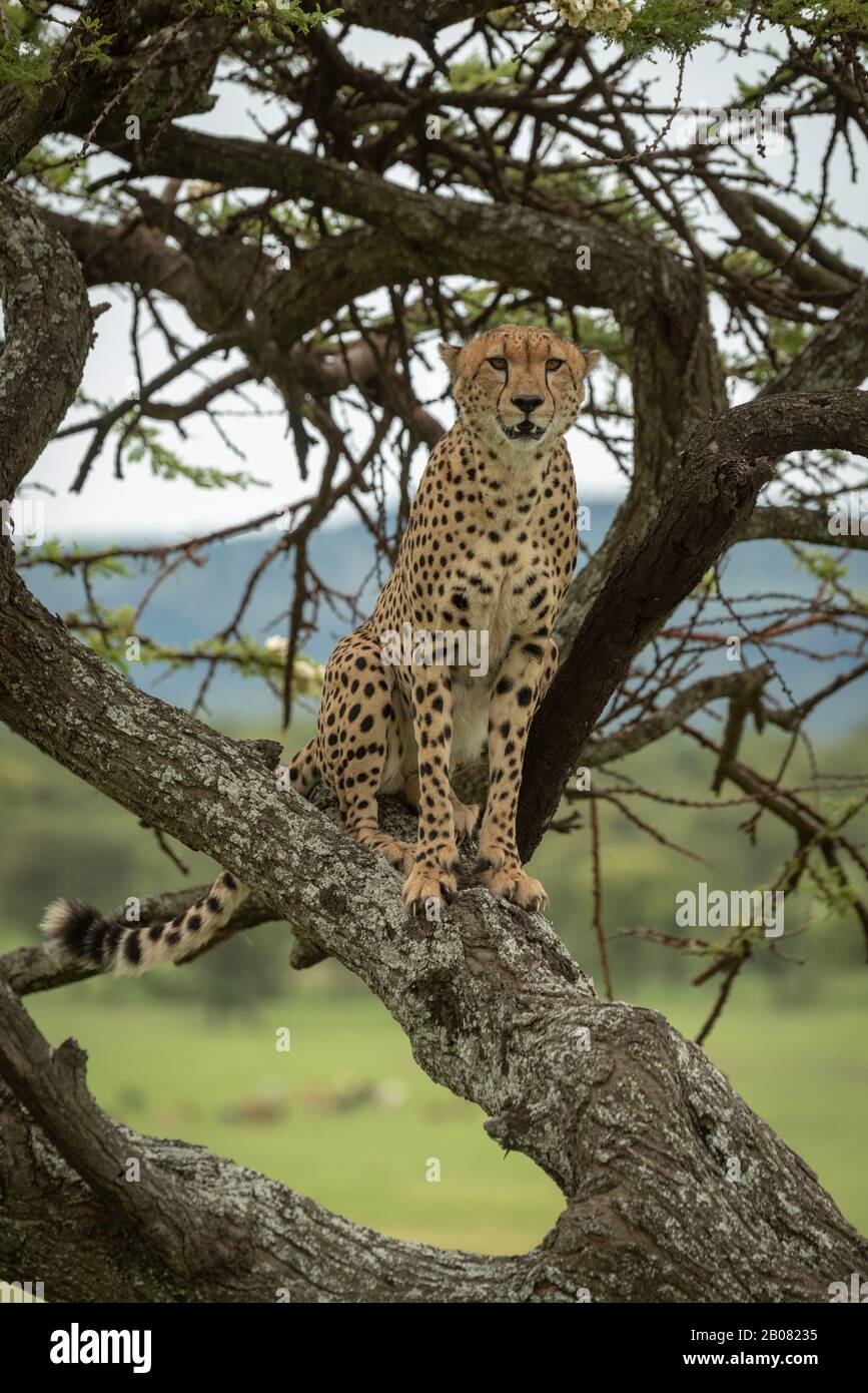 Cheetah on acacia tree hi-res stock photography and images - Alamy