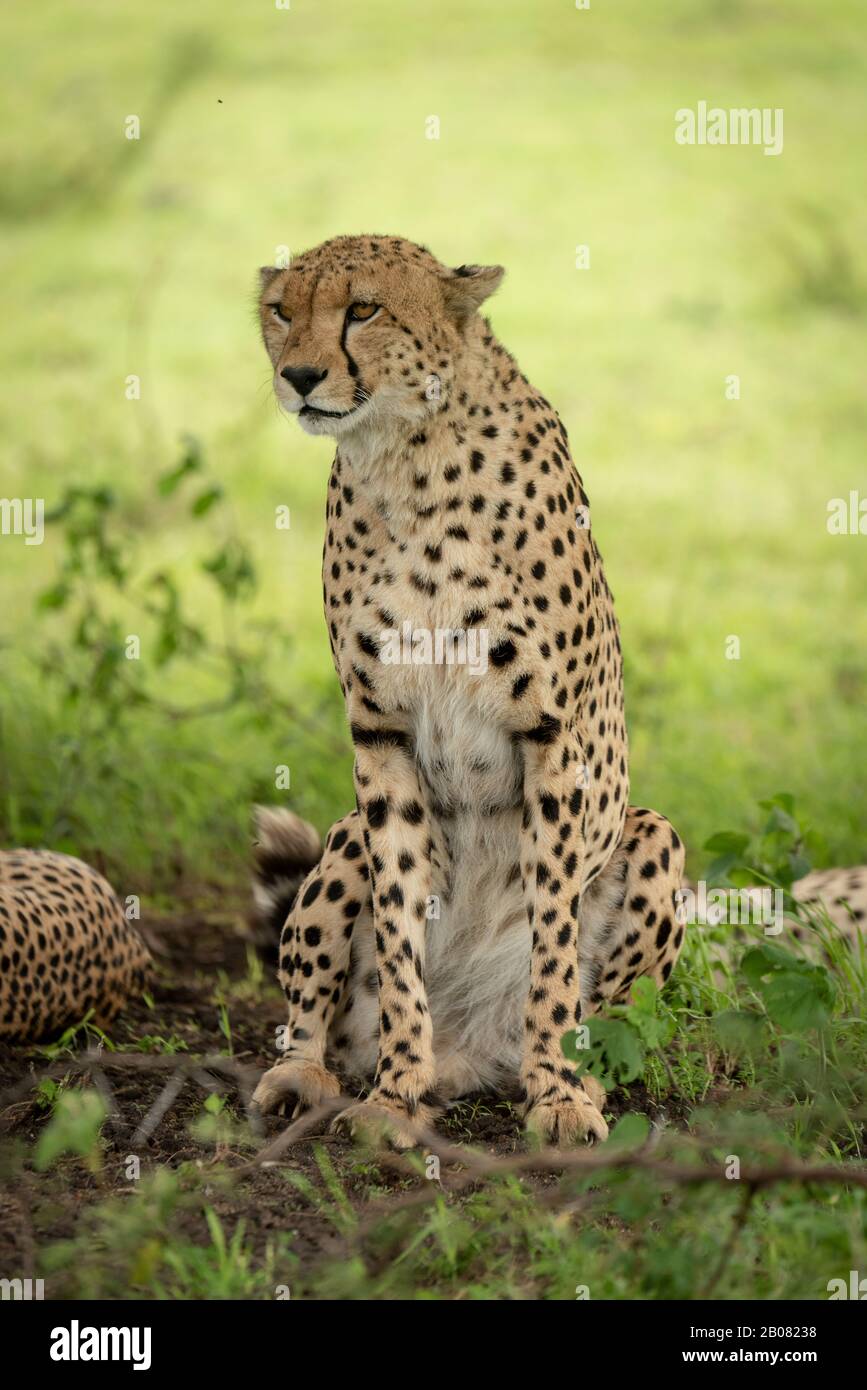 Male cheetah sits under tree turning head Stock Photo - Alamy