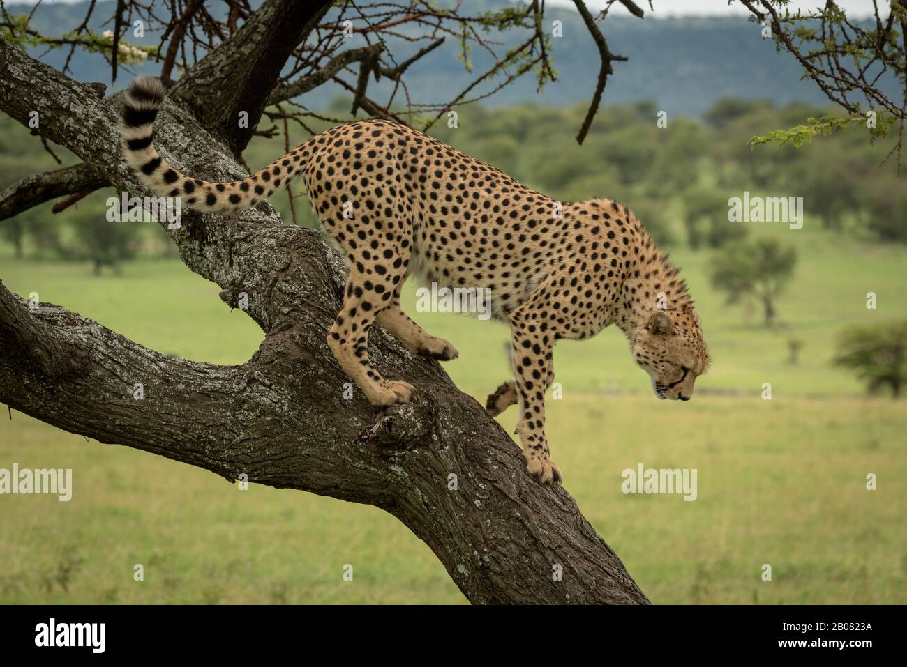 Male cheetah walks down tree in savannah Stock Photo - Alamy