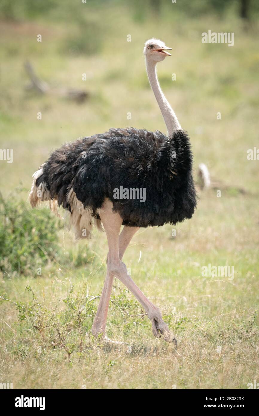 Male common ostrich walks through sunlit grassland Stock Photo - Alamy