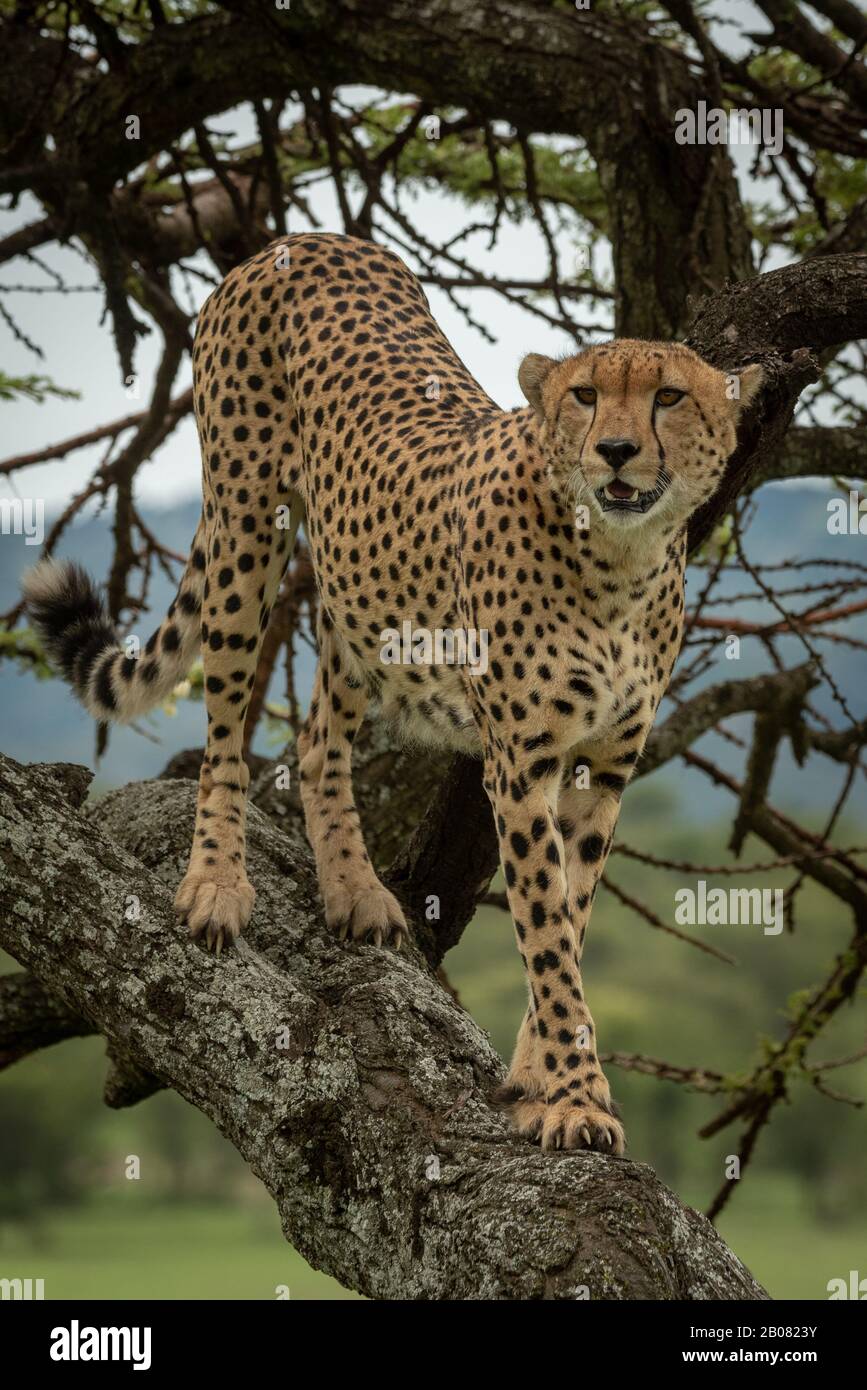 Male cheetah stands on trunk turning head Stock Photo - Alamy