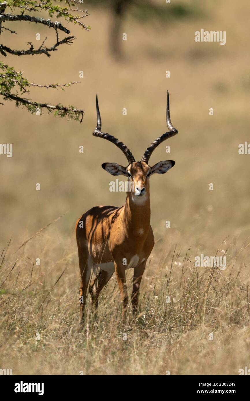 Impala standing in shade hi-res stock photography and images - Alamy