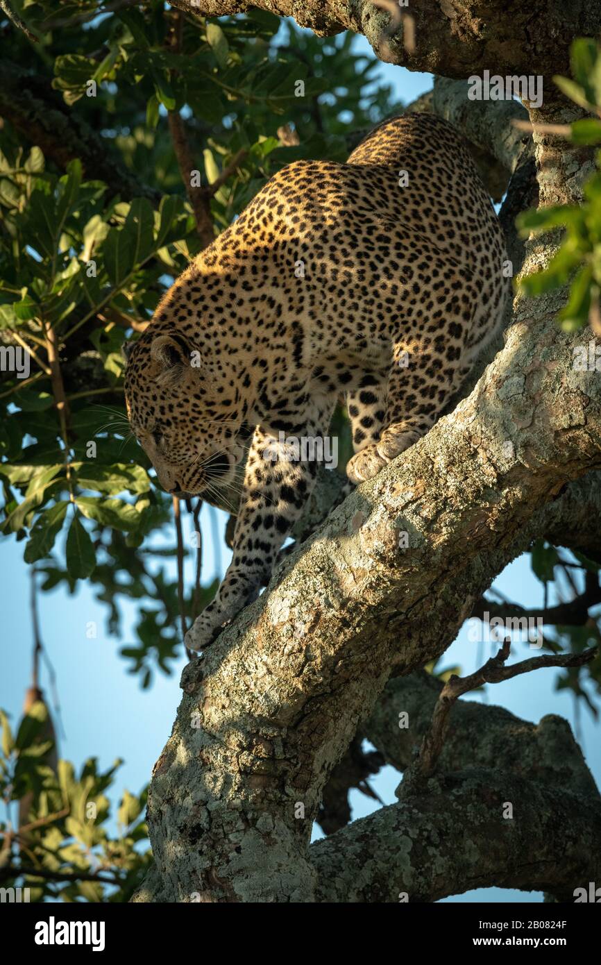 Male leopard climbs down from leafy tree Stock Photo - Alamy