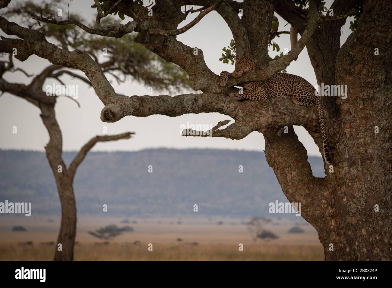 Leopard asleep on tree hi-res stock photography and images - Alamy