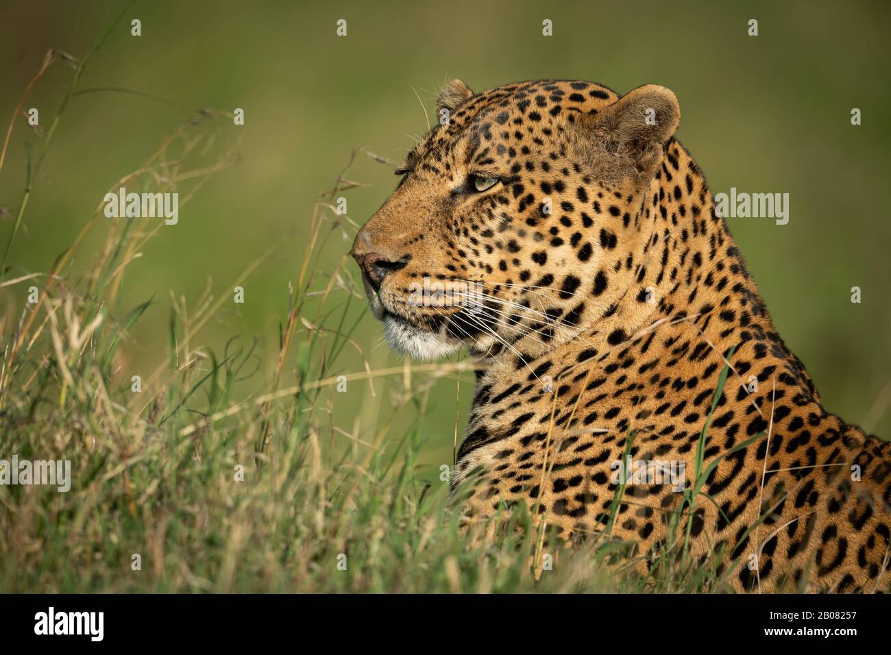 Male leopard lies poking head above grass Stock Photo - Alamy