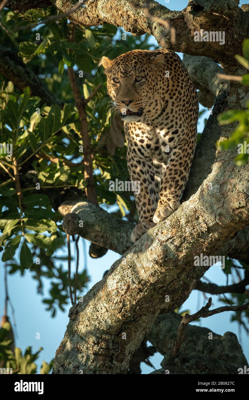 Male leopard looks out from tree trunk Stock Photo - Alamy