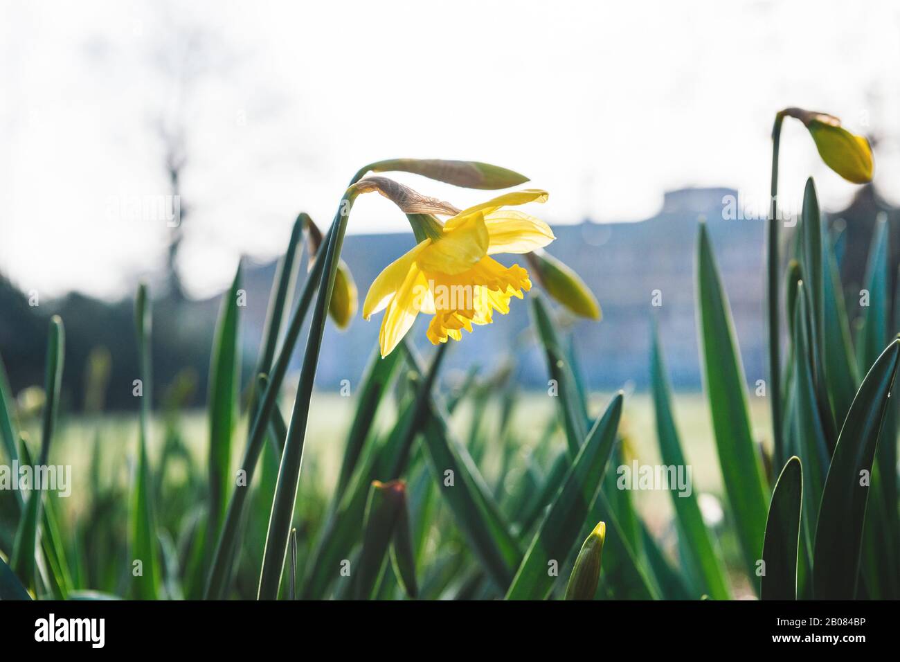 Multi head daffodil hi-res stock photography and images - Alamy