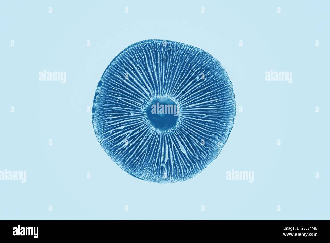 Magic mushroom sponge. Hallucinogenic psychedelic therapy. Alternative ...