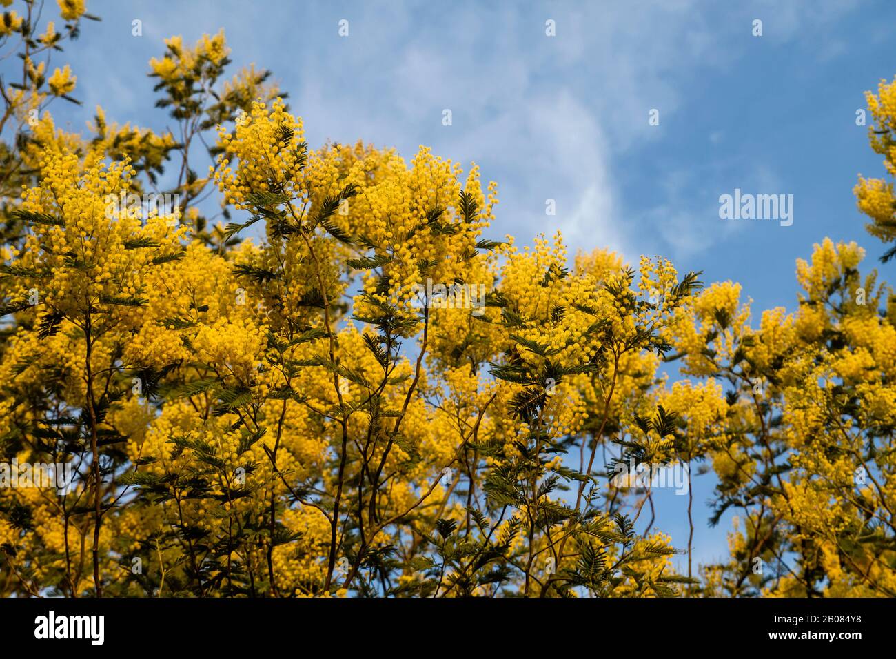 Blossoming acacia dealbata yellow flowers Stock Photo - Alamy