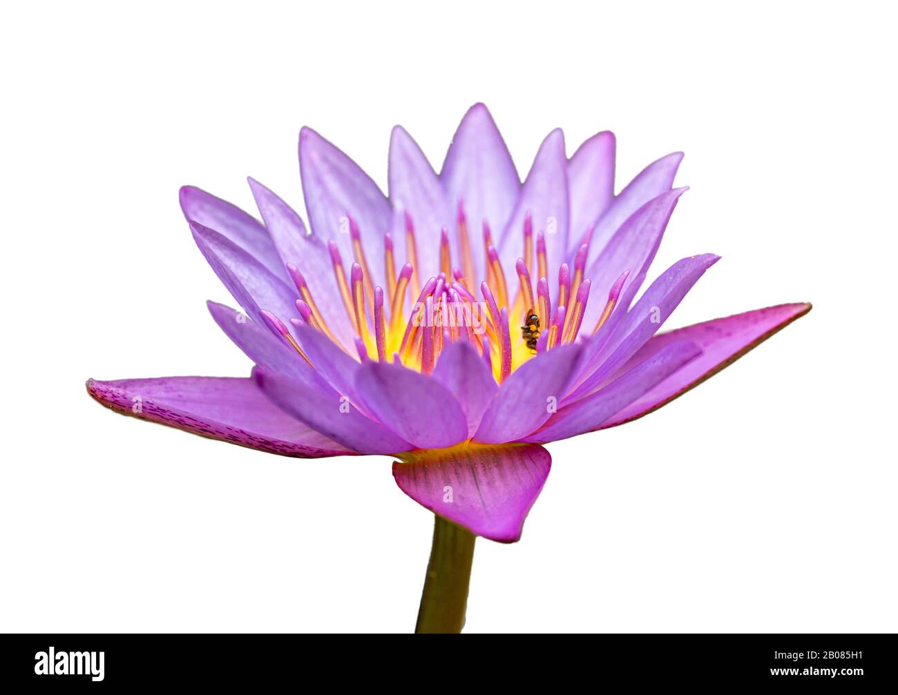 pink lotus flower with stem isolated on white Stock Photo - Alamy