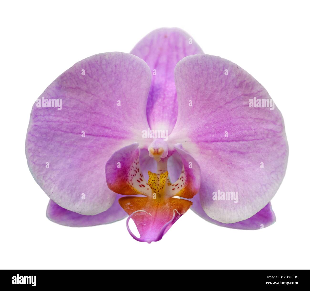 Orchid detail Cut Out Stock Images & Pictures - Alamy
