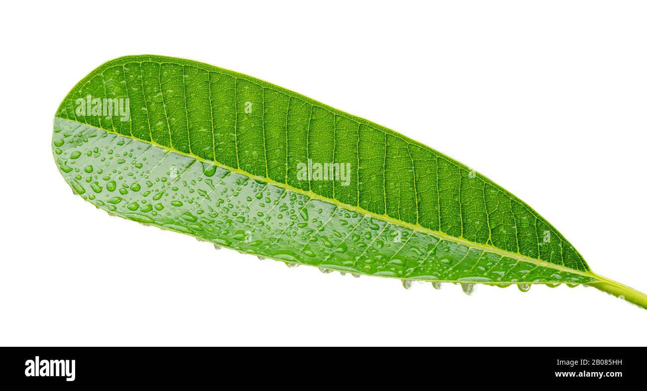 Wet temple Cut Out Stock Images & Pictures - Alamy