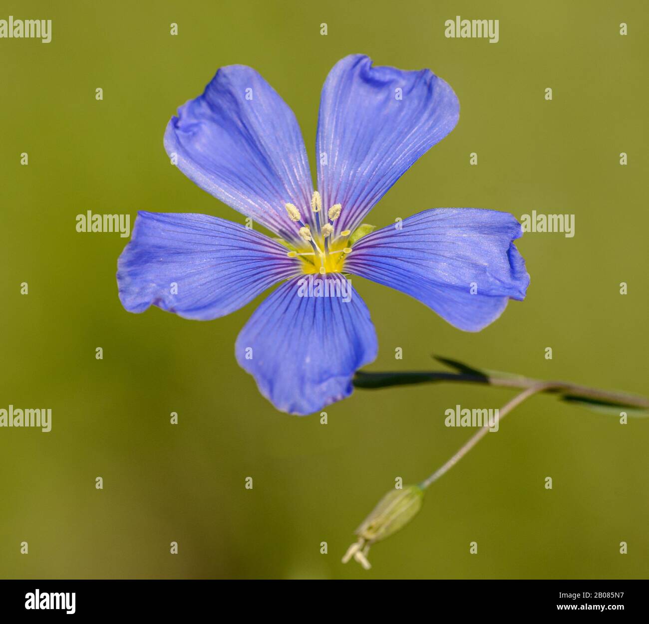 blue flax (linum lewisii) flower closeup on green background Stock ...