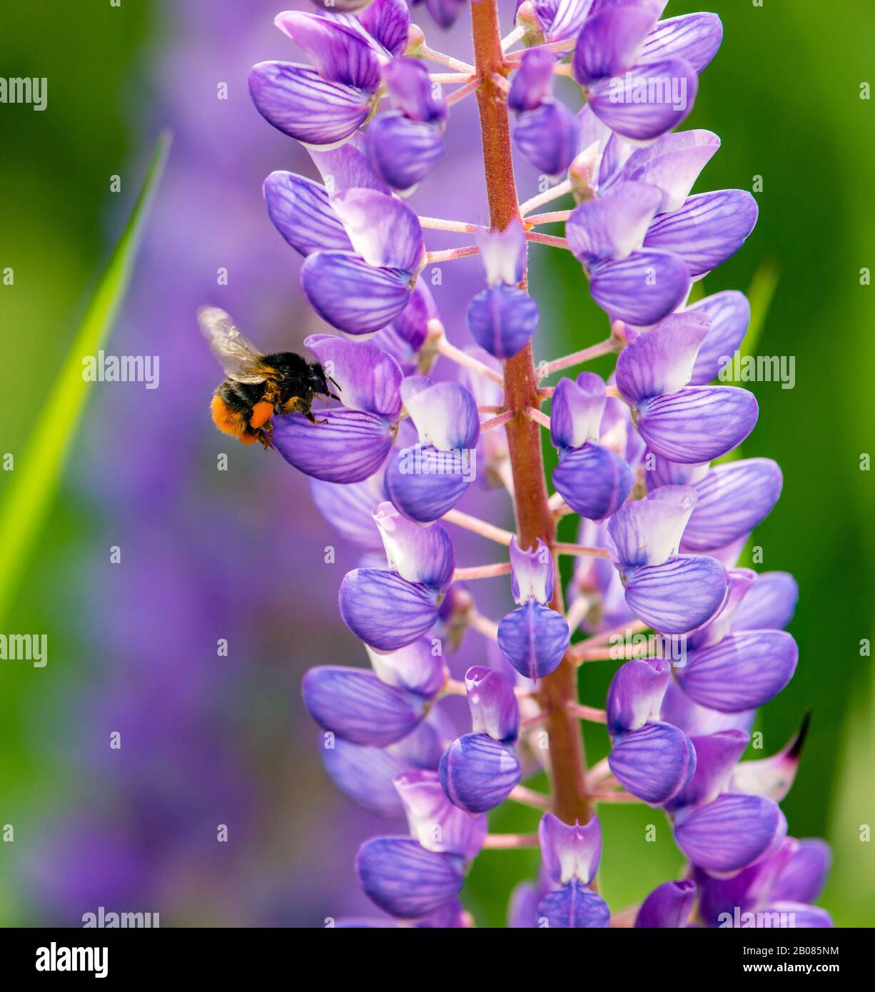 Insect nectar lupin hi-res stock photography and images - Alamy