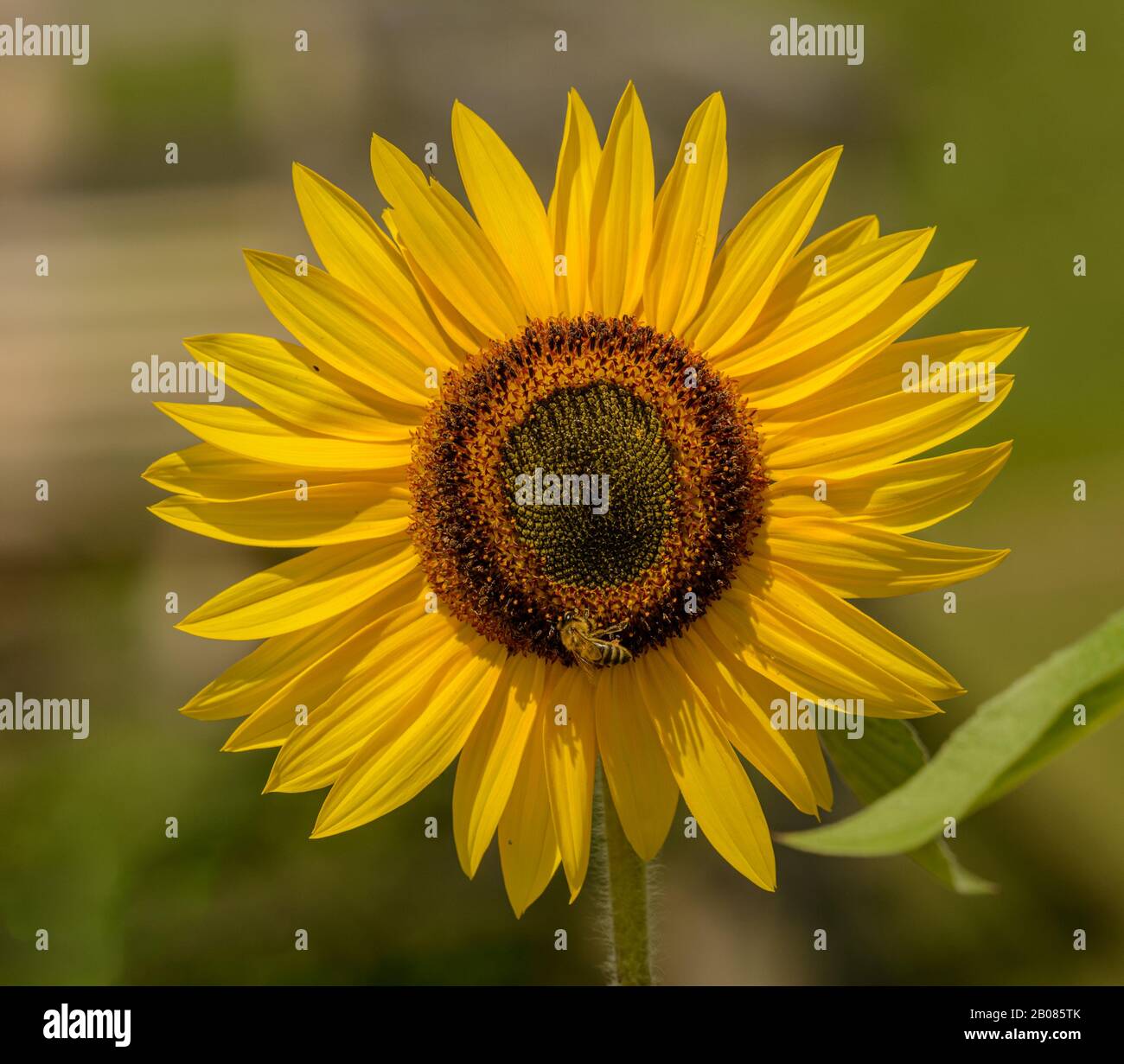 sunflower detail front view in the sun Stock Photo - Alamy
