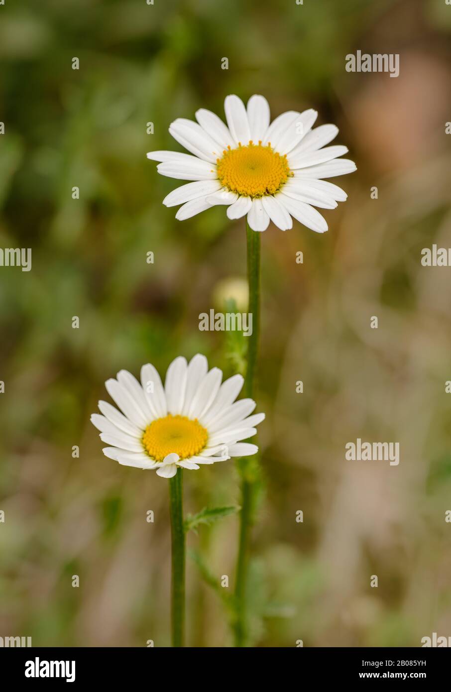 Two daisy flower hi-res stock photography and images - Alamy